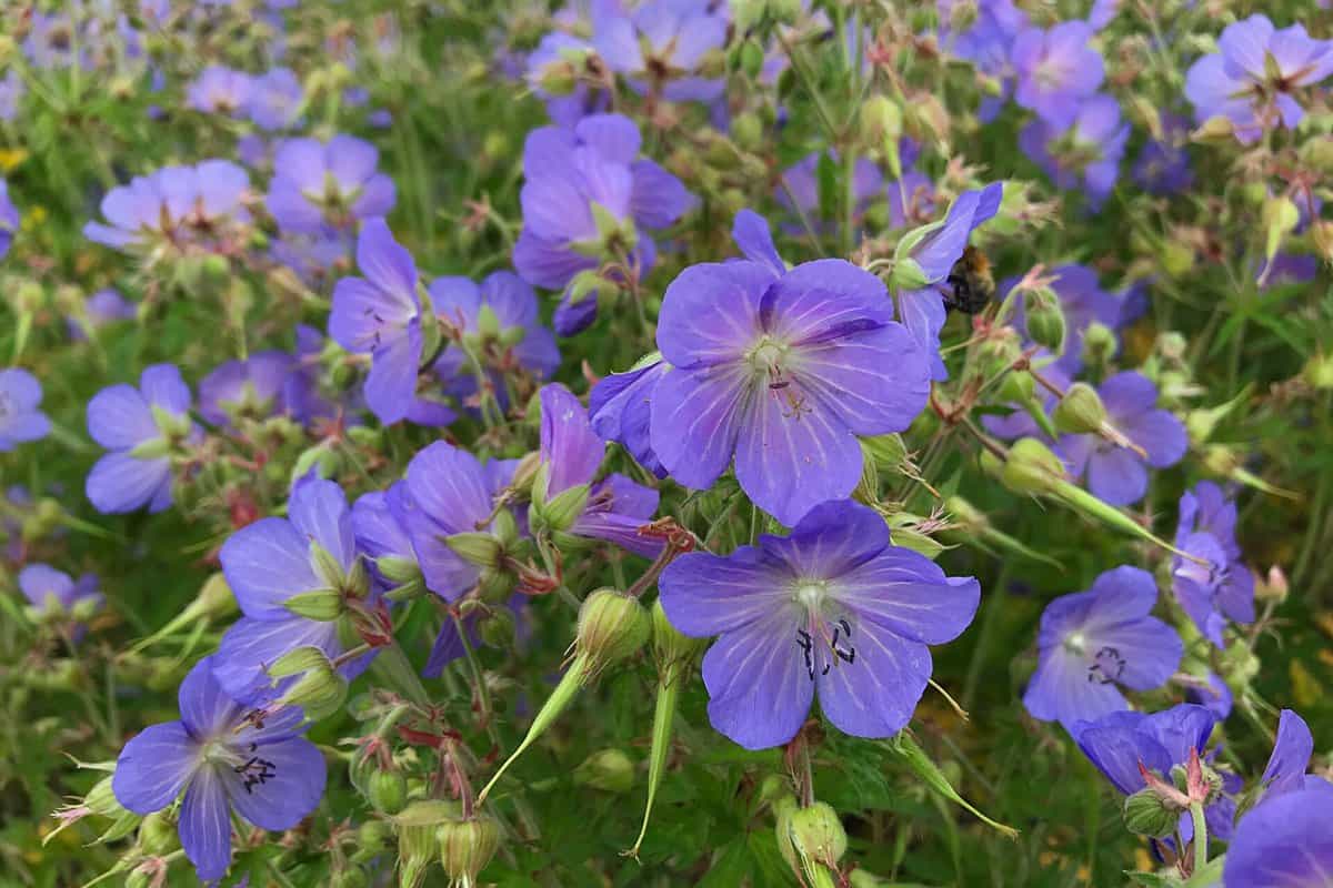 De 11 beste inheemse planten voor jouw tuin - Gardeners World