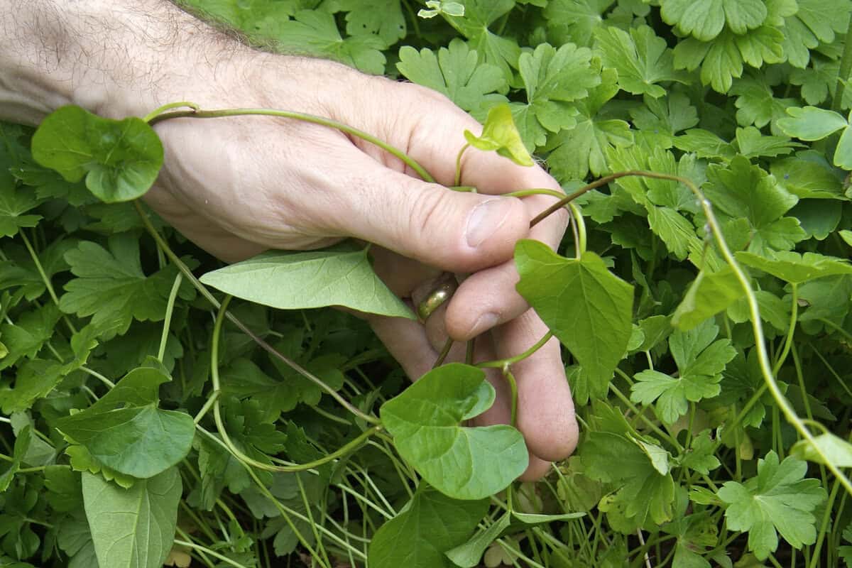 Haagwinde bestrijden: dit zijn de beste tips - Gardeners World