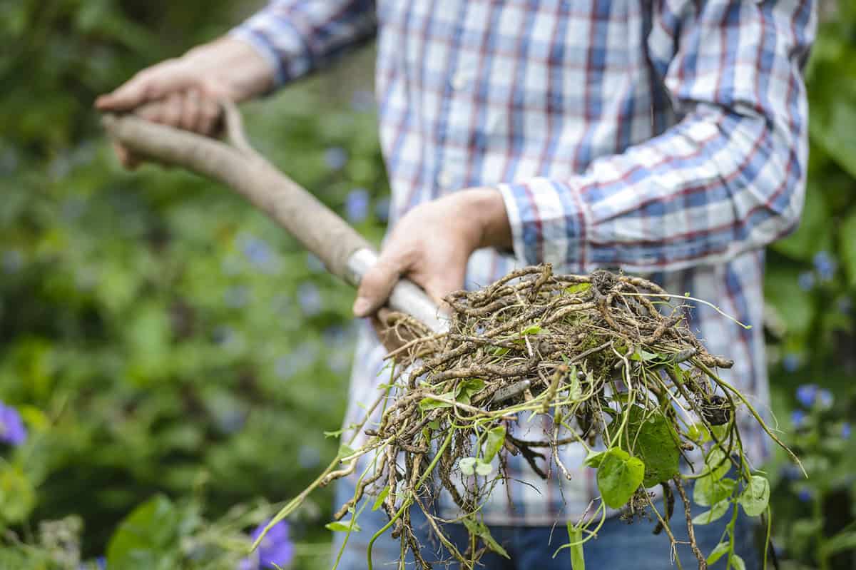 Haagwinde bestrijden: dit zijn de beste tips - Gardeners World