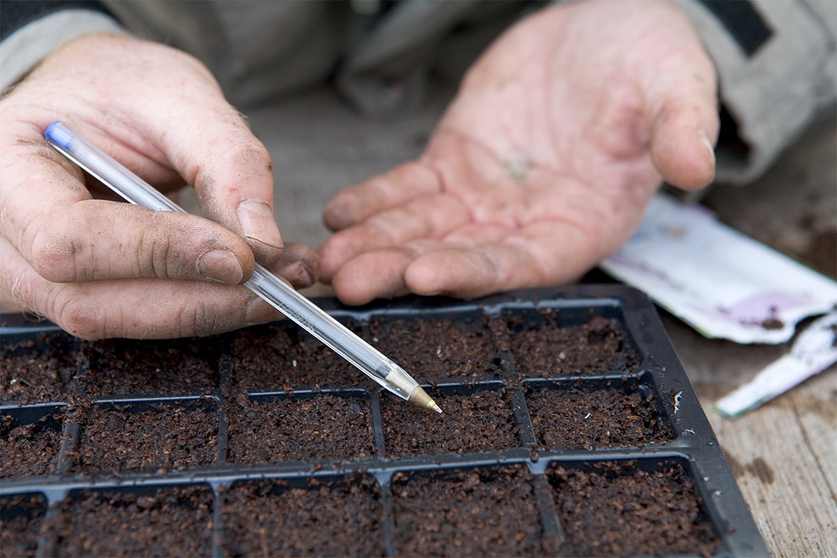 Wilde bloemen zaaien: hoe en wanneer doe je dat? - Gardeners World