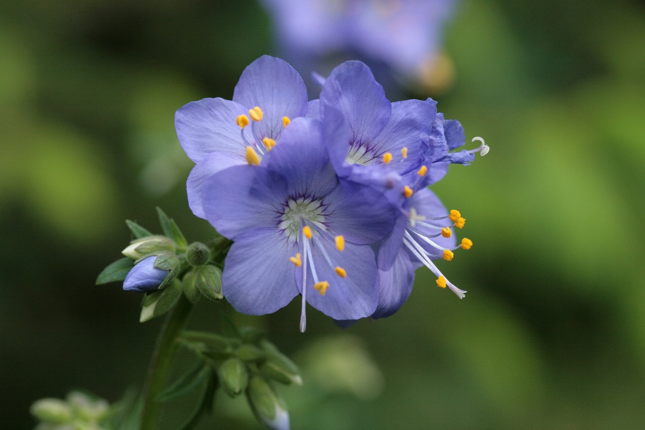 Top 23 planten met blauwe bloemen - Gardeners World