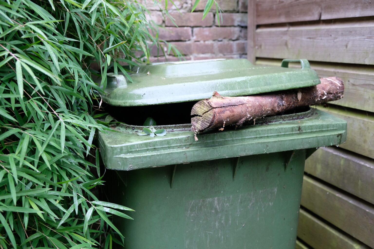 Met deze 5 planten houd je je kliko vrij van maden - Gardeners World