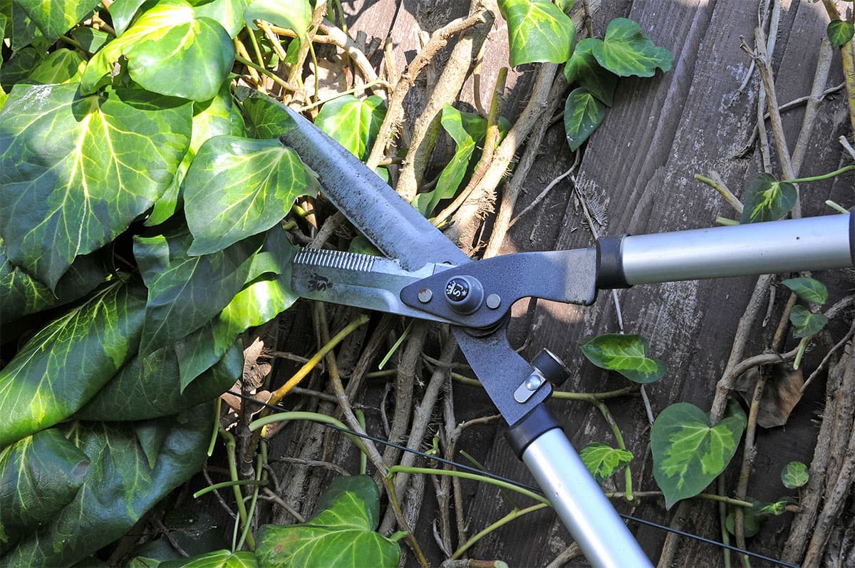 Klimop (Hedera) snoeien: wanneer en hoe doe je dat? - Gardeners World