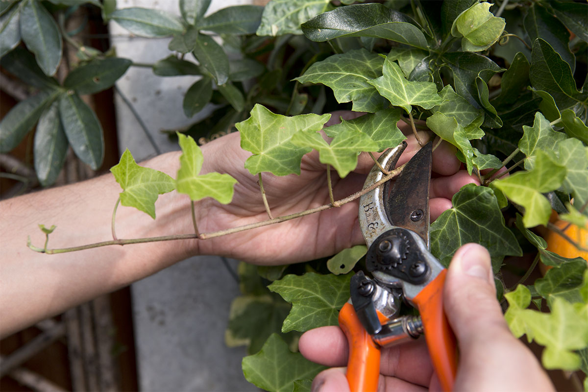 Klimop (Hedera) snoeien: wanneer en hoe doe je dat? - Gardeners World