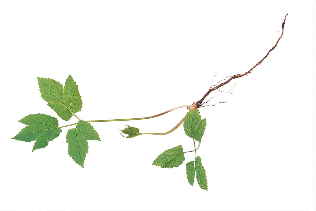 Zevenblad bestrijden: zo doe je dat effectief zónder gif - Gardeners World