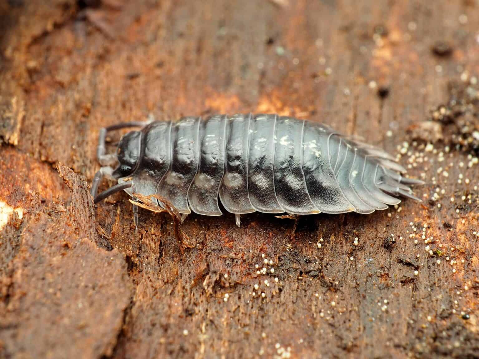 Deze 11 nuttige bodemdieren zijn onmisbaar voor jouw tuin (met foto’s ...