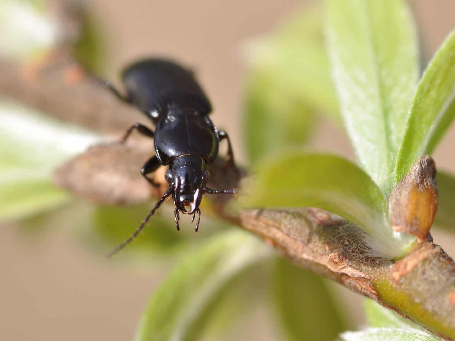 Deze 11 nuttige bodemdieren zijn onmisbaar voor jouw tuin (met foto’s ...