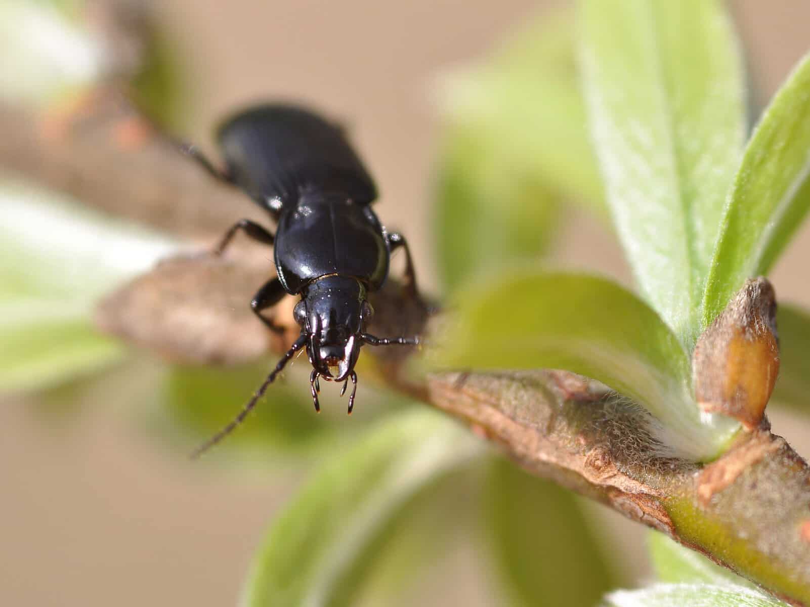 Deze 11 nuttige bodemdieren zijn onmisbaar voor jouw tuin (met foto’s ...