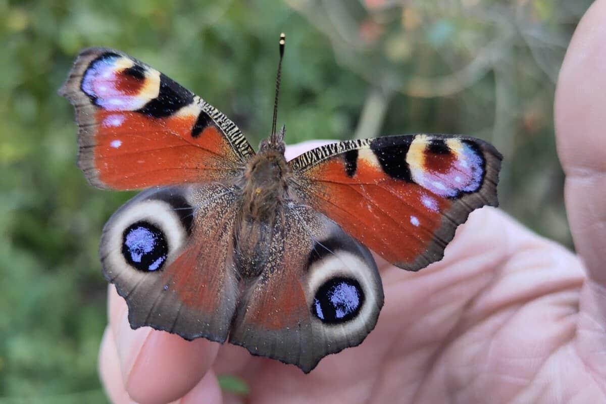 Vlinders in de tuin: bekijk 13 soorten (met foto's en tips) - Gardeners ...