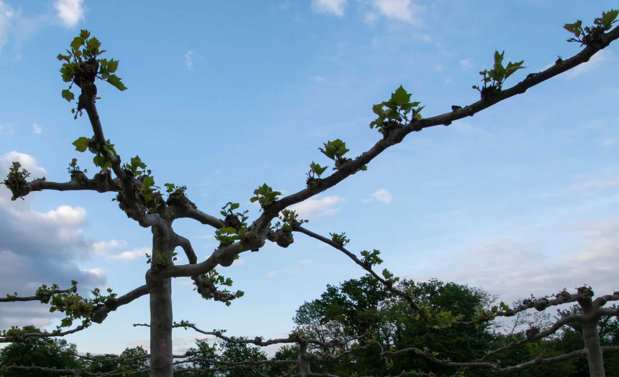 Plataan snoeien: wanneer en hoe doe je dat? - Gardeners World