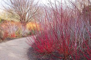 Dit is waarom je nú beter niet kunt snoeien - Gardeners World