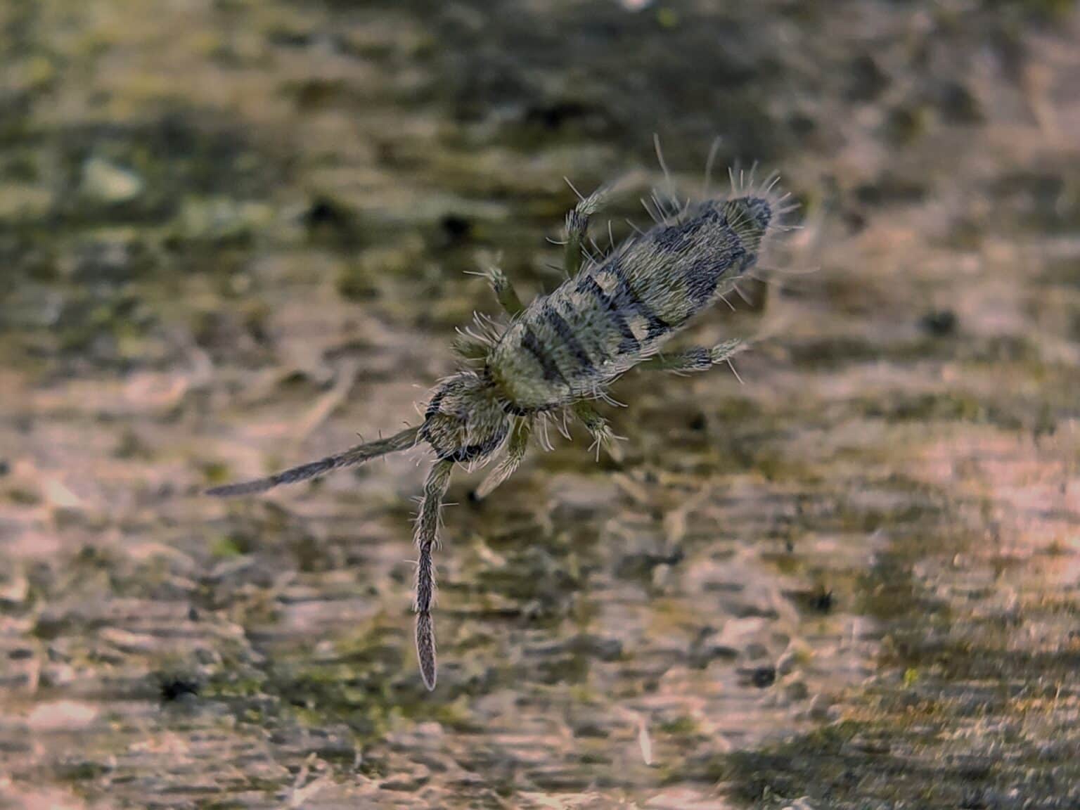 Deze 11 nuttige bodemdieren zijn onmisbaar voor jouw tuin (met foto’s ...