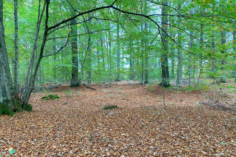 Beuk of beukenhaag: herkennen, onderhouden, aanplanten en meer ...