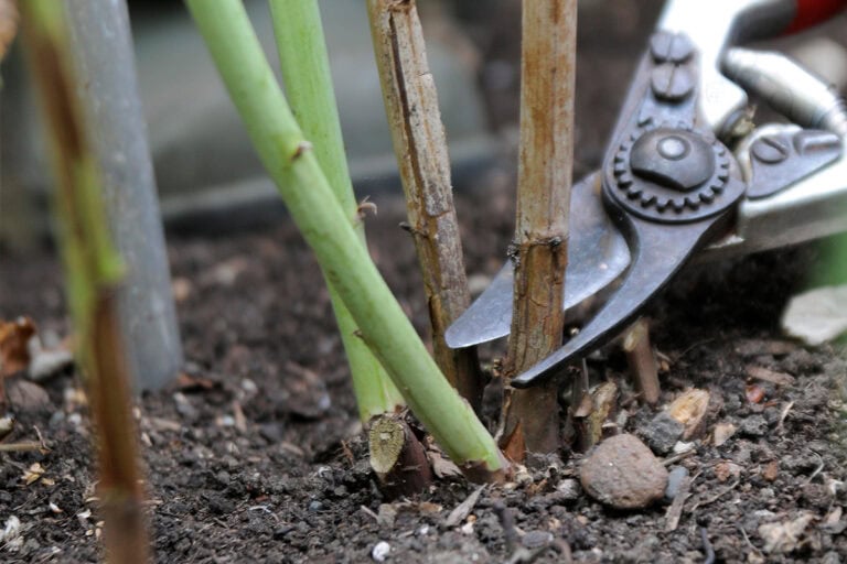 Framboos snoeien: hoe en wanneer doe je dat? - Gardeners World