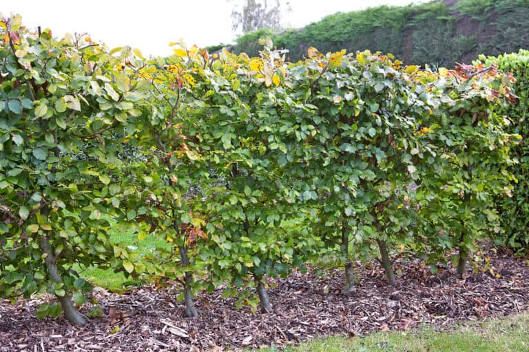 Beuk of beukenhaag: herkennen, onderhouden, aanplanten en meer ...