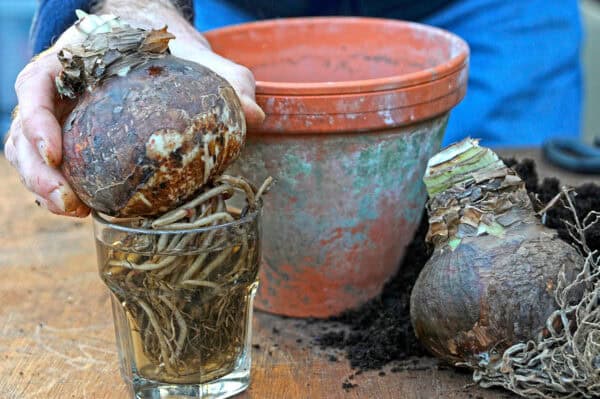 Amaryllis: verzorgen, water geven, vermeerderen en meer - Gardeners World