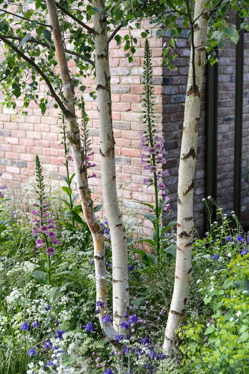 De 11 mooiste meerstammige bomen voor in de tuin - Gardeners World
