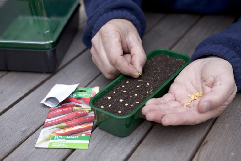 Pepers kweken: van zaaien tot oogsten - Gardeners World