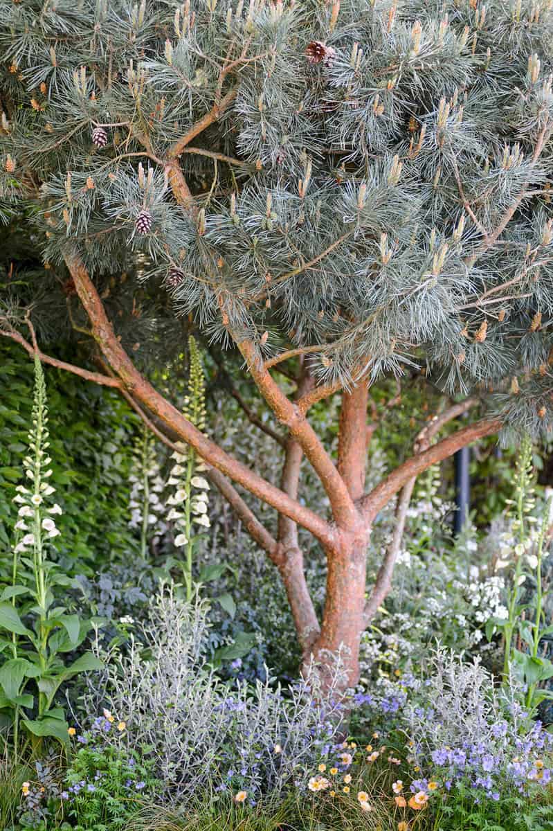 11 prachtige meerstammige bomen voor in de tuin - Gardeners World
