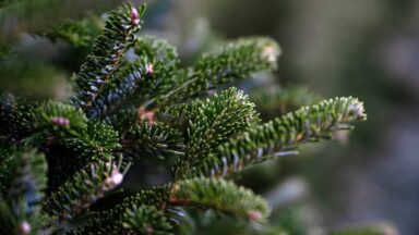 Laat je inpalmen door de palm - Gardeners World