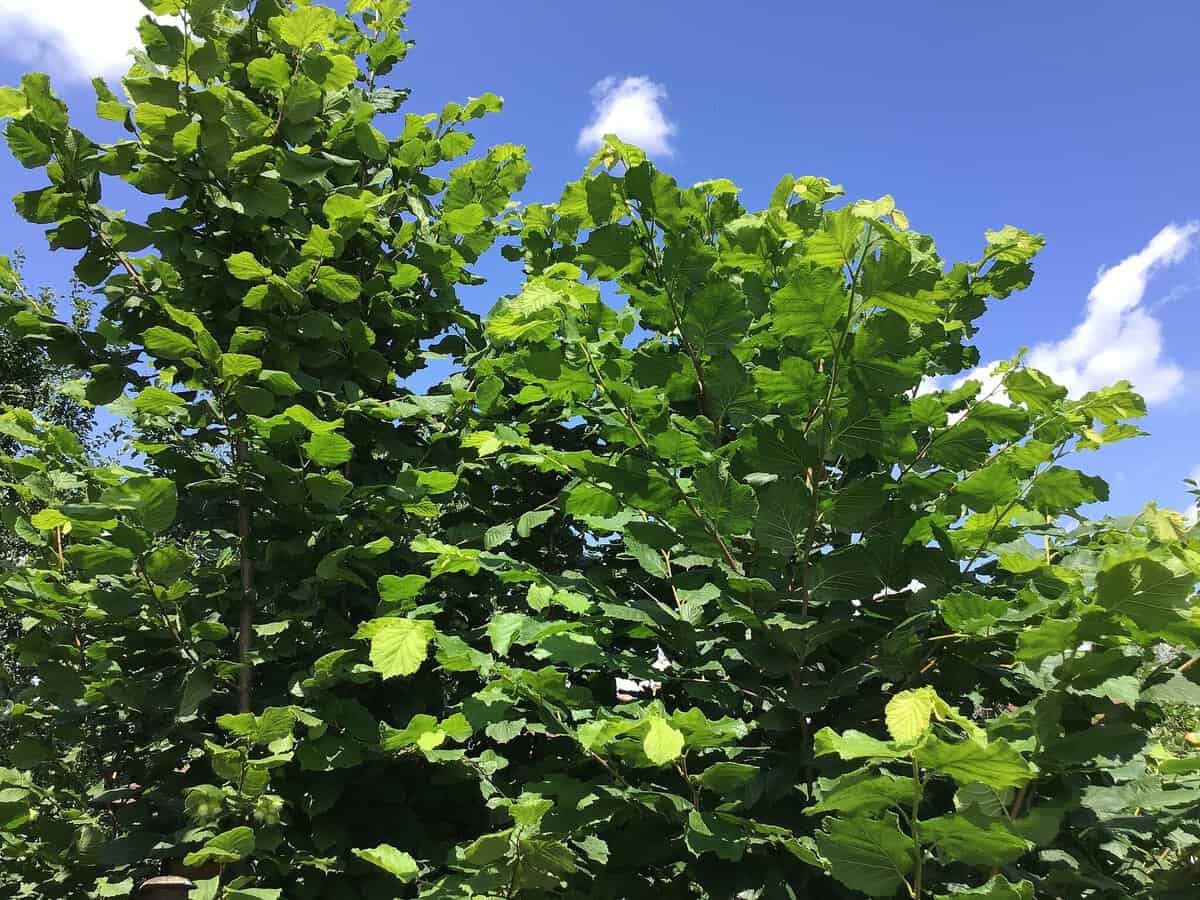 Hazelaar (Corylus avellana): herkennen, verzorgen en meer - Gardeners World
