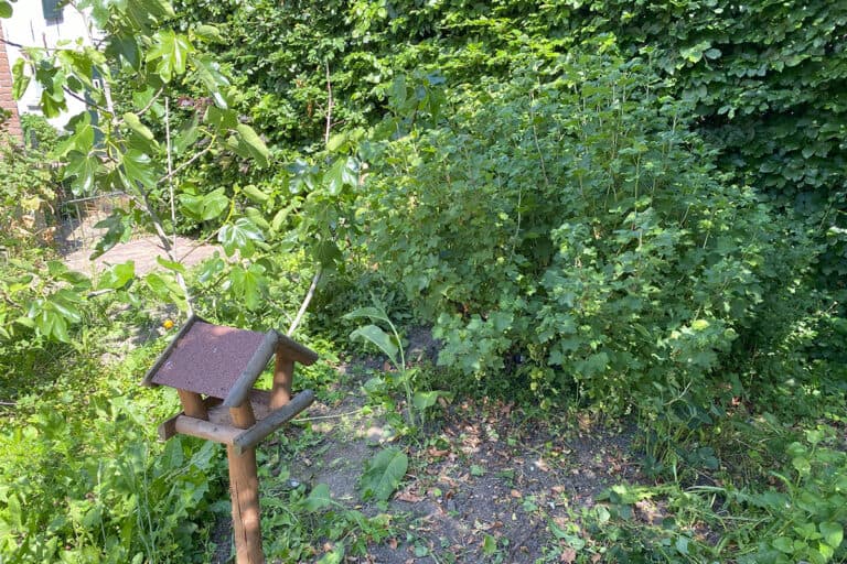 Bessenstruik snoeien: wanneer en hoe doe je dat? - Gardeners World
