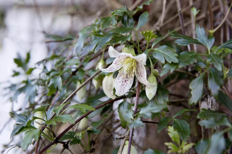 Top-11 groenblijvende klimplanten - Gardeners World