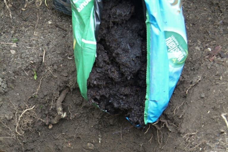 Vlinderstruik verplaatsen: wanneer en hoe doe je dat? - Gardeners World