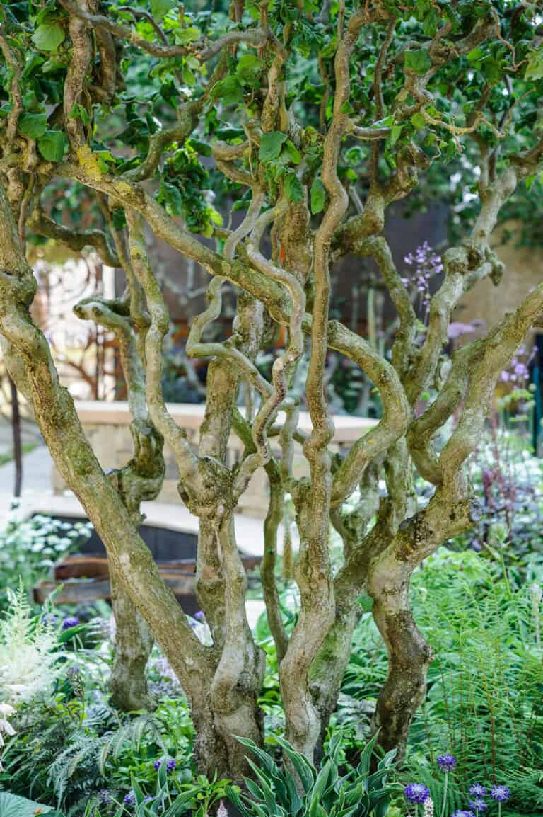 Hazelaar (Corylus avellana): herkennen, verzorgen en meer - Gardeners World