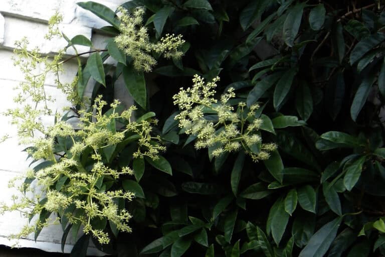 Top-11 groenblijvende klimplanten - Gardeners World