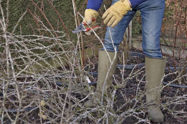 Bessenstruik snoeien: wanneer en hoe doe je dat? - Gardeners World