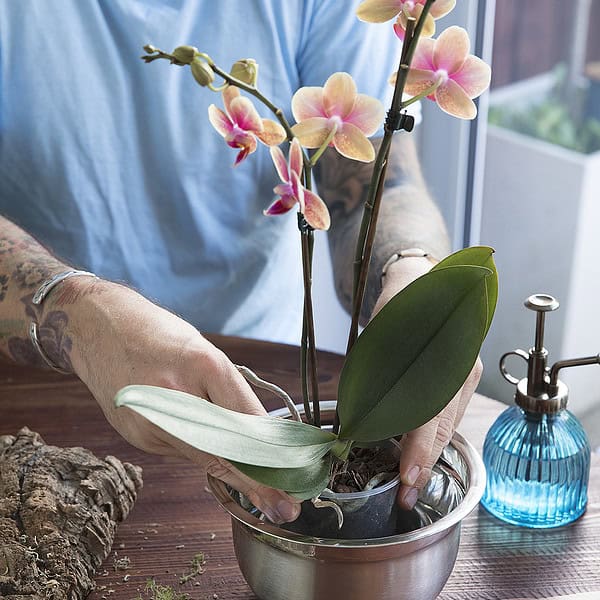 Wil je je planten in leven houden in de winter? Maak deze fout niet ...