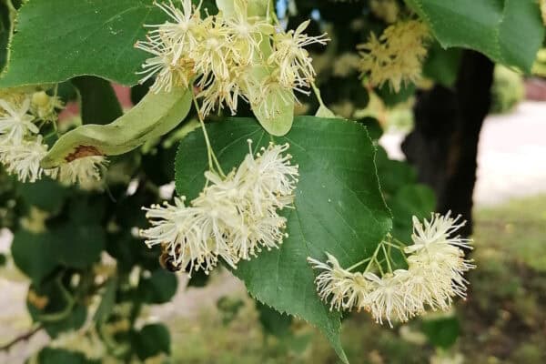 Lindeboom (Tilia): snoeien, verzorgen en meer - Gardeners World
