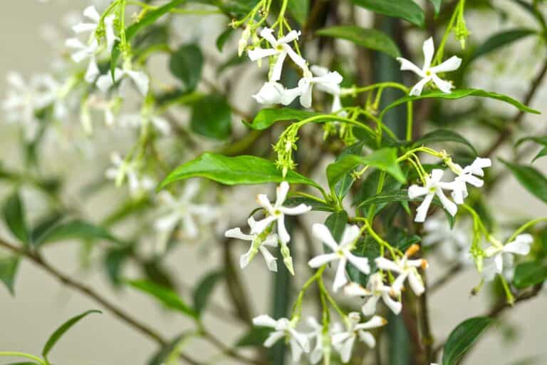 Toscaanse jasmijn snoeien: hoe en wanneer doe je dat? - Gardeners World