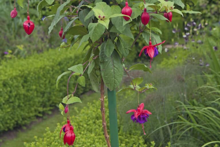 Fuchsia: snoeien, stekken, overwinteren en meer - Gardeners World
