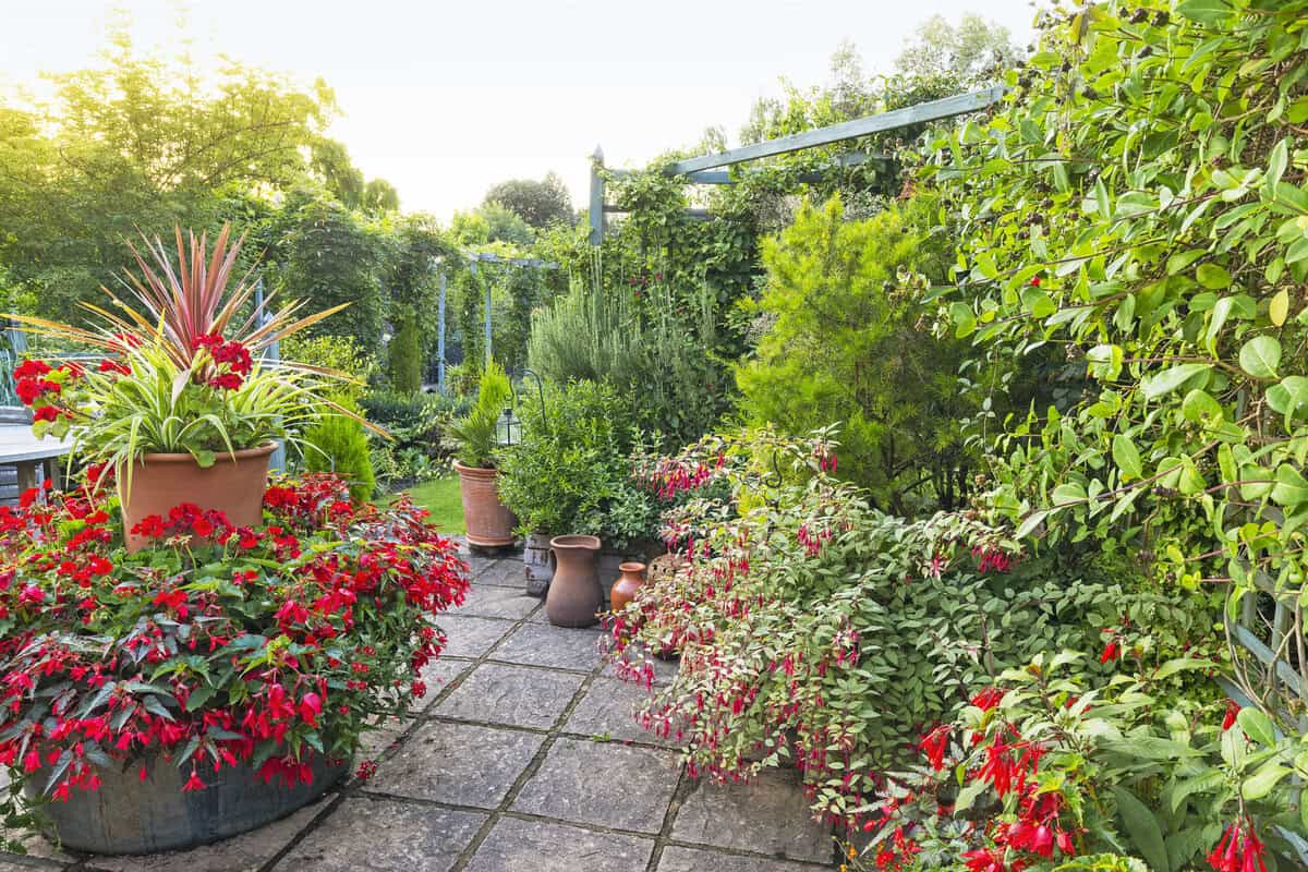 Fuchsia: planten, verzorgen, stekken, overwinteren en meer - Gardeners ...