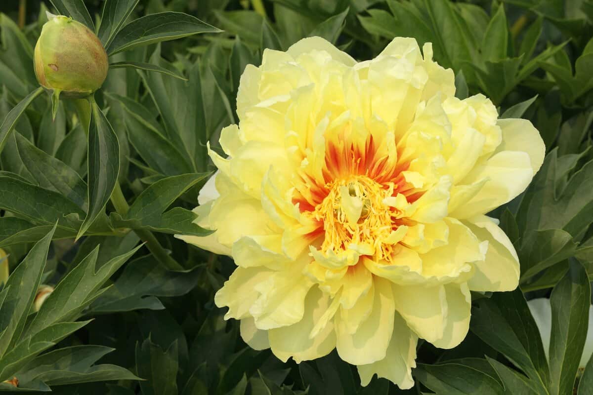 Pioenroos (Paeonia): alles over de verzorging, soorten, bloeitijd en ...