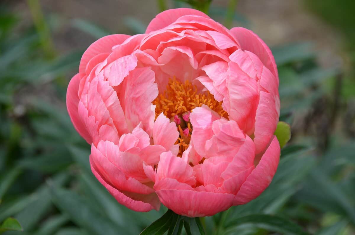 Pioenroos (Paeonia): alles over de verzorging, soorten, bloeitijd en ...