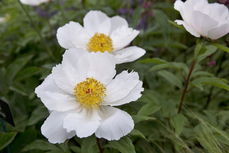 Pioenroos (Paeonia): alles over de verzorging, soorten, bloeitijd en ...