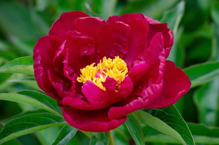Pioenroos (Paeonia): alles over de verzorging, soorten, bloeitijd en ...