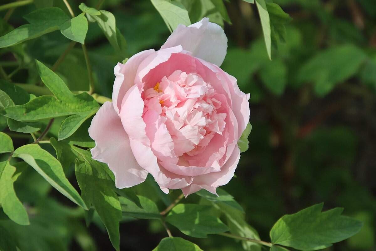 Pioenroos (Paeonia): alles over de verzorging, soorten, bloeitijd en ...