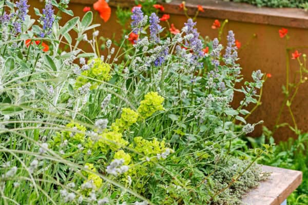 8 border-ideeën voor je tuin - Gardeners World