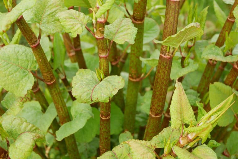 Japanse duizendknoop herkennen én bestrijden: zo doe je dat - Gardeners ...