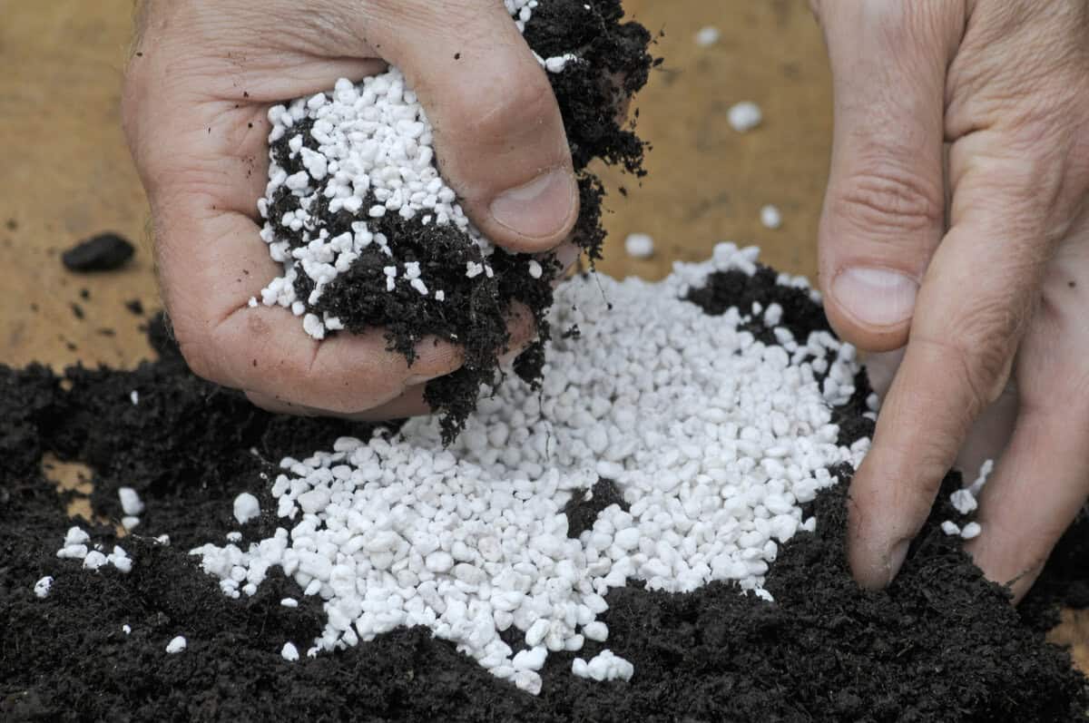 Perliet: wat is het en hoe gebruik je het in de tuin? - Gardeners World