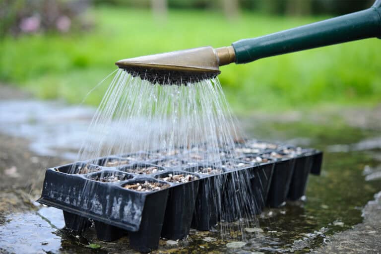 Perliet: wat is het en hoe gebruik je het in de tuin? - Gardeners World