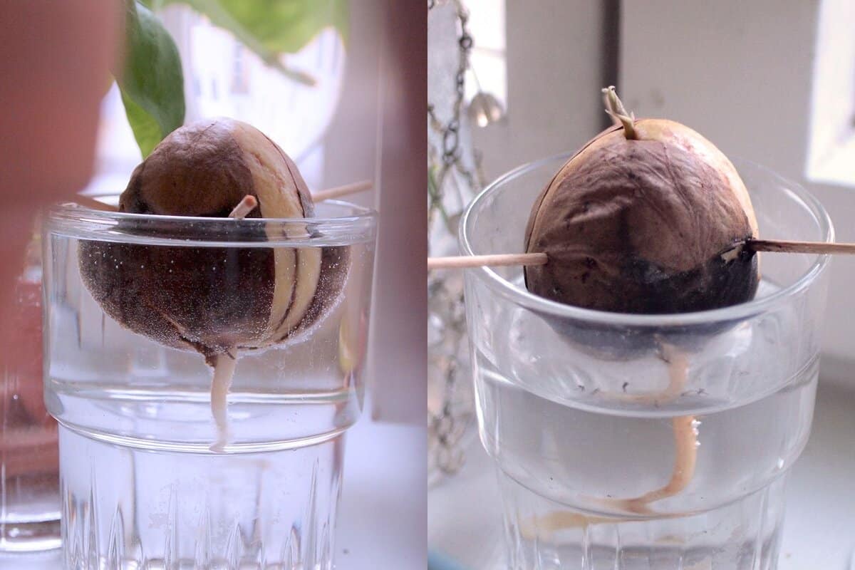 Avocado pit planten en kweken: zo doe je dat stap voor stap - Gardeners World