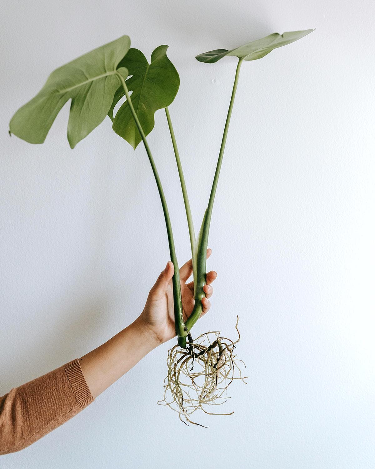 Monstera (gatenplant) stekken: stappenplan en tips - Gardeners World