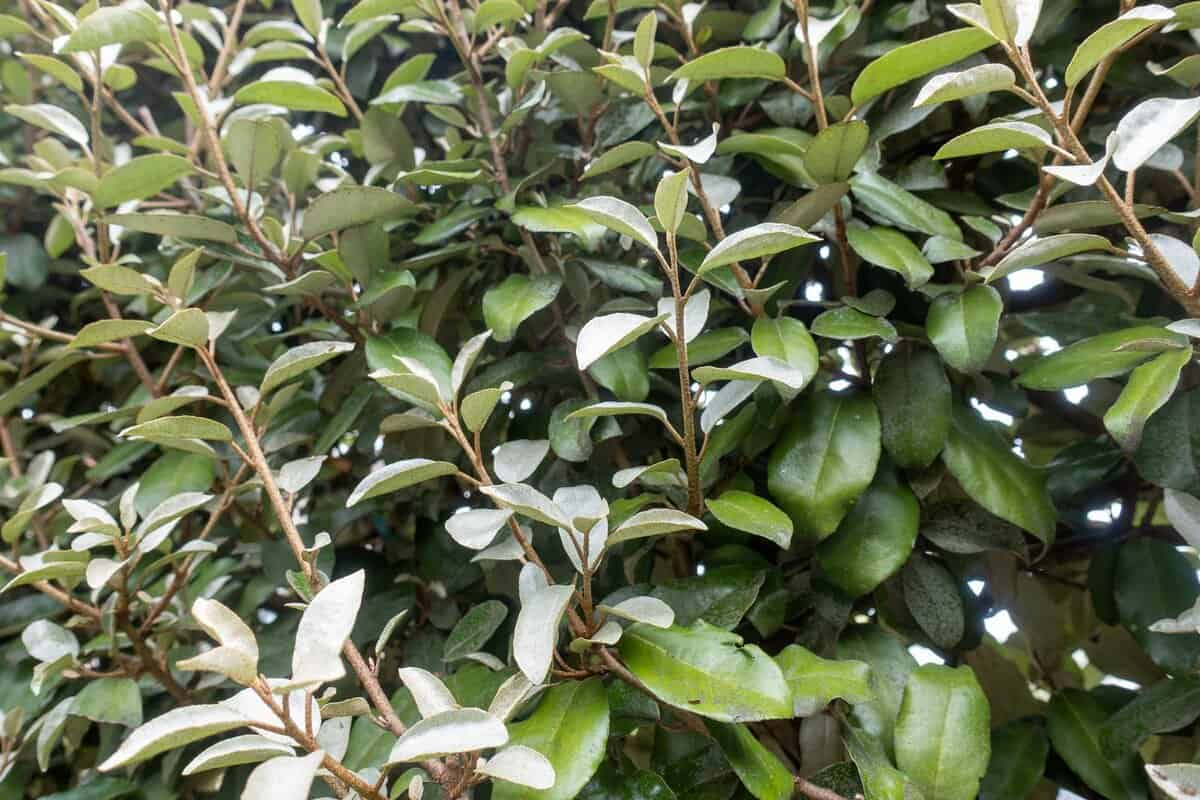 De 13 mooiste groenblijvende hagen voor je tuin - Gardeners World