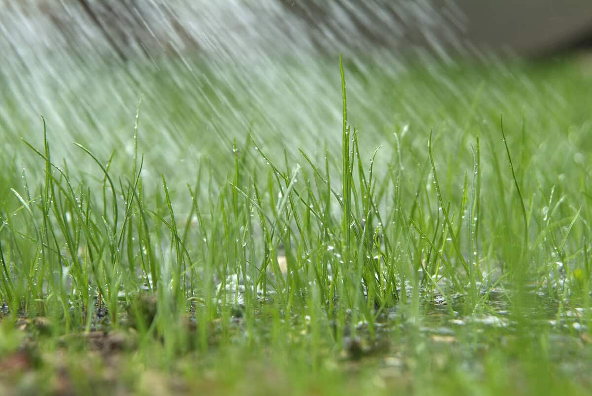 Graszoden leggen: wanneer en hoe doe je dat? - Gardeners World