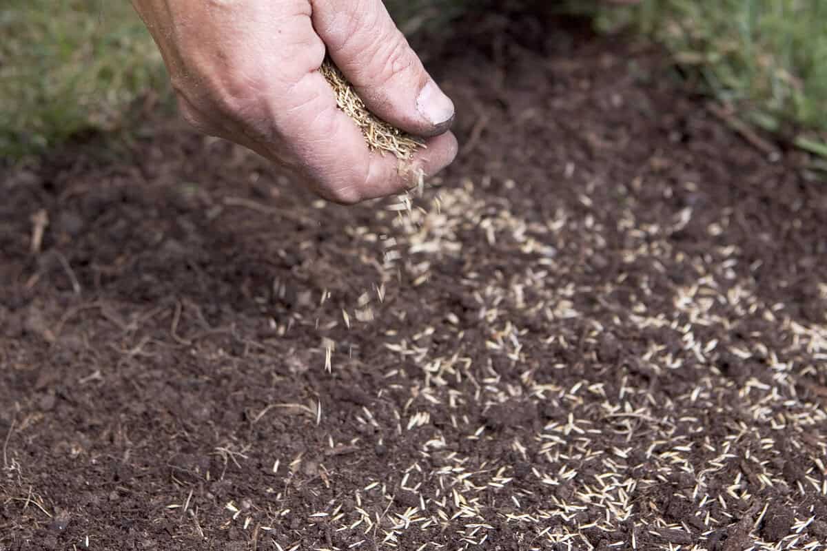 Graszoden leggen: wanneer en hoe doe je dat? - Gardeners World